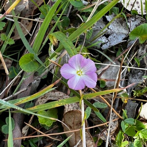 Annual Polymeria (Polymeria Pusilla) Plant Care & How to Grow, Water