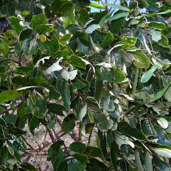 Polyosma Brachystachys Plant Care & How to Grow, Water