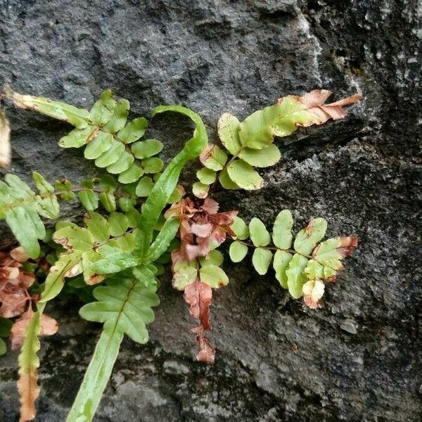 Irregular Polypody (Polypodium Amorphum) Plant Care & How to Grow, Water