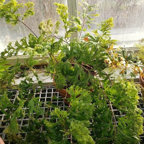 Lance Fern (Polypodium Attenuatum) Plant Care & How to Grow, Water