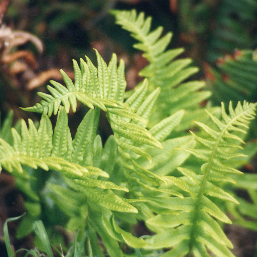 California Polypody (Polypodium Californicum) Plant Care & How to Grow ...