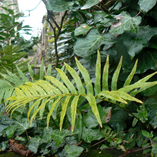Southern Polypody (Polypodium Cambricum) Plant Care & How to Grow, Water