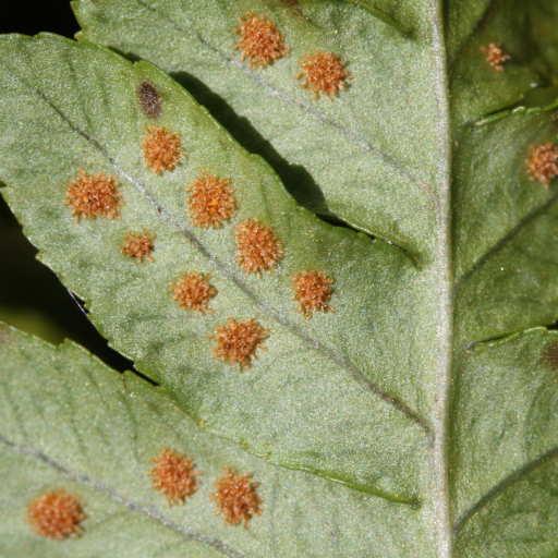 Western Polypody (Polypodium Hesperium) Plant Care & How to Grow, Water