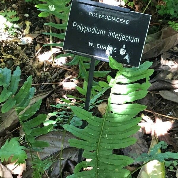 Intermediate Polypody (Polypodium Interjectum) Plant Care & How to Grow ...