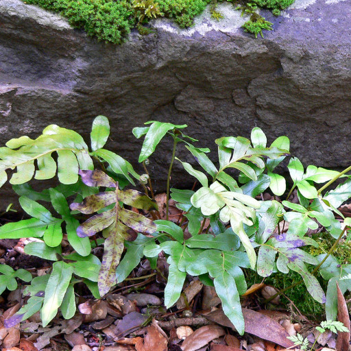 Leathery Polypody (Polypodium Scouleri) Plant Care & How to Grow, Water