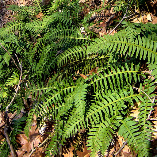 Rock Polypody (Polypodium Virginianum) Plant Care & How to Grow, Water