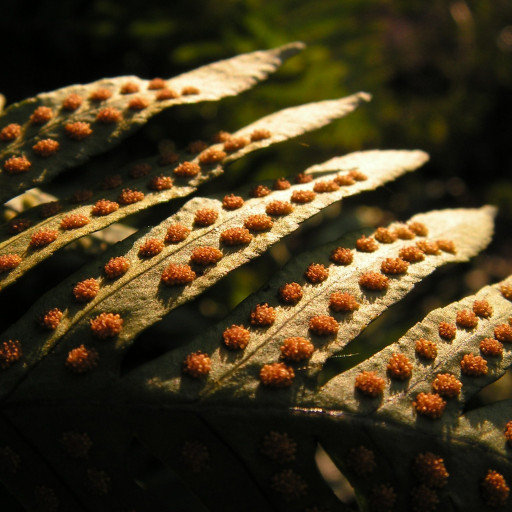 Common Polypody (Polypodium Vulgare) Plant Care & How to Grow, Water