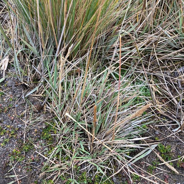 Fuegian Bent (Polypogon Magellanicus) Care Guide: Water, Soil ...