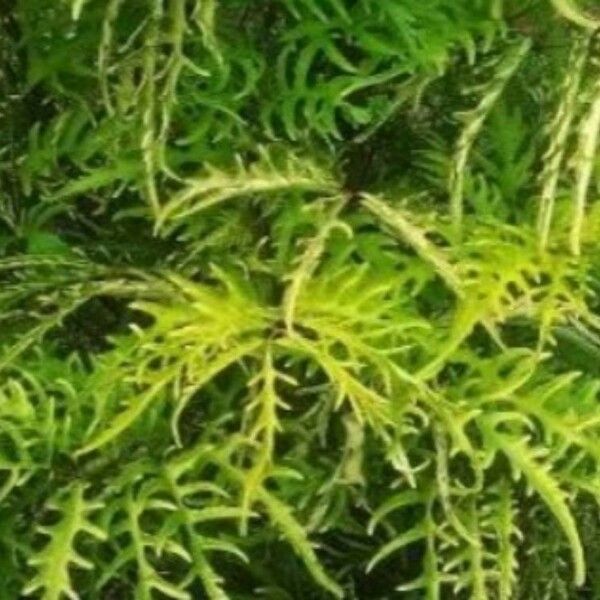 Fern-Leaf Aralia (Polyscias Filicifolia) Plant Care & How to Grow, Water