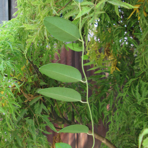 Ming Aralia (Polyscias Fruticosa) Plant Care & How to Grow, Water