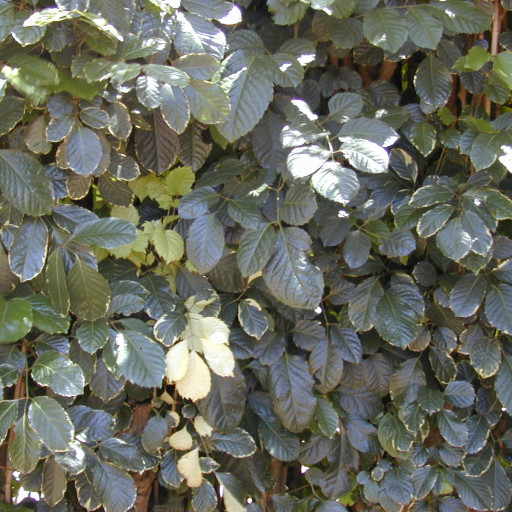 Geranium Aralia (Polyscias Guilfoylei) Plant Care & How to Grow, Water