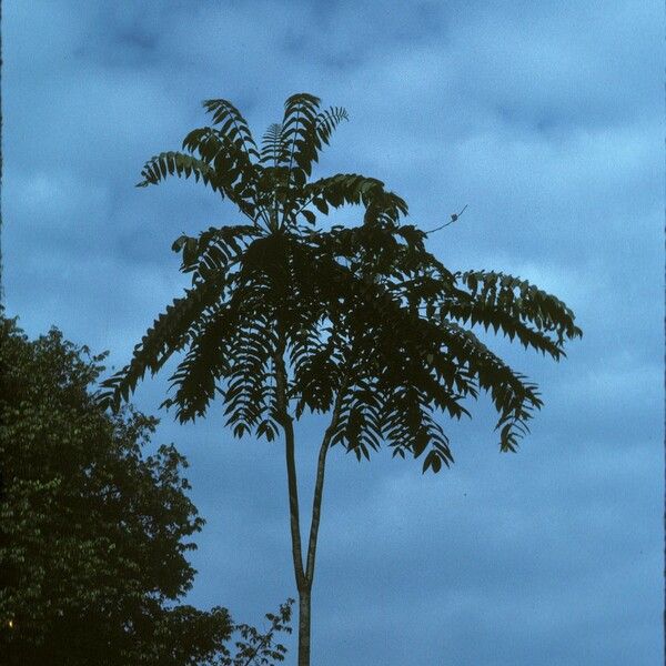 Bngei (Polyscias Nodosa) Plant Care & How to Grow, Water