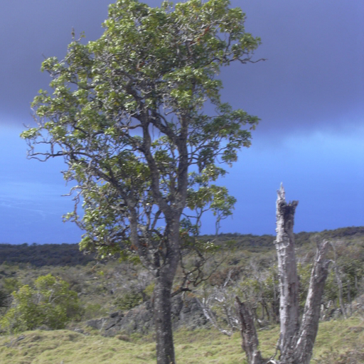 'Ohe Mauka (Polyscias Oahuensis) Care Guide: Water, Soil & Propagation ...