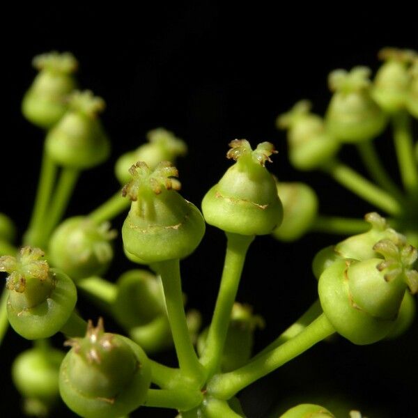 Cluster Top (బొంగరం గుత్తి) (Polyscias Repanda) Plant Care & How to ...