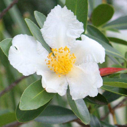 Fried Egg Tree (Polyspora Axillaris) Plant Care & How to Grow, Water