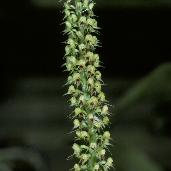 Polystachya Adansoniae Plant Care & How to Grow, Water