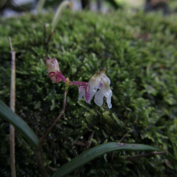 Polystachya Bipoda Plant Care & How to Grow, Water