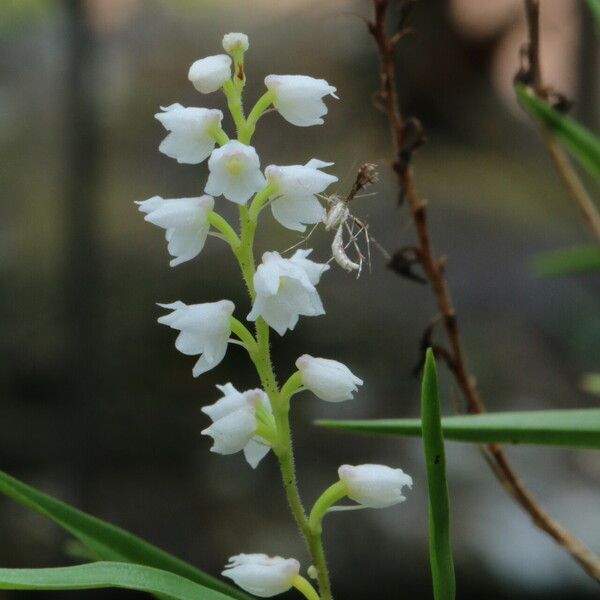 Polystachya Calluniflora Plant Care & How to Grow, Water