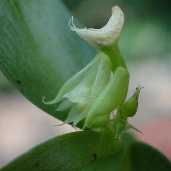 Polystachya Camaridioides Care Guide: Water, Soil & Propagation - Plantiary