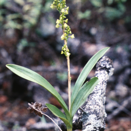 Greater Yellowspike Orchid (Polystachya Concreta) Plant Care & How to ...