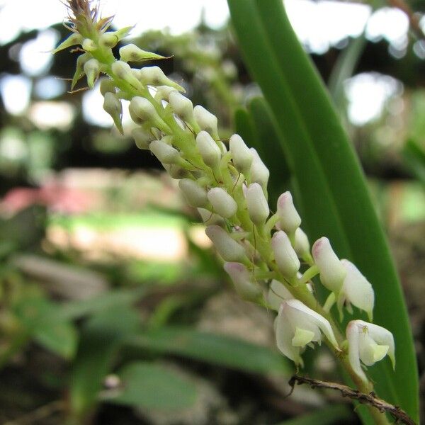 Polystachya Elegans Plant Care & How to Grow, Water