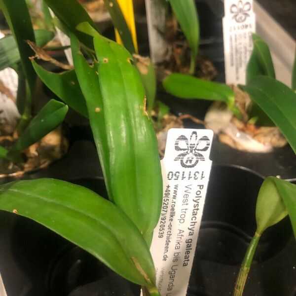Polystachya Galeata Plant Care & How to Grow, Water