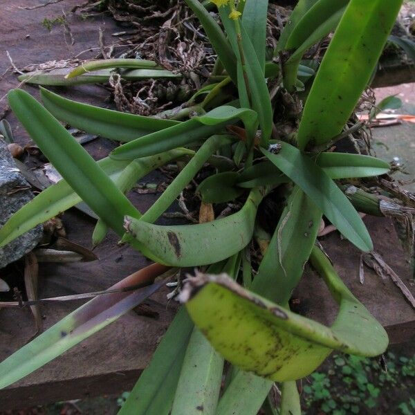 Polystachya Golungensis Plant Care & How to Grow, Water