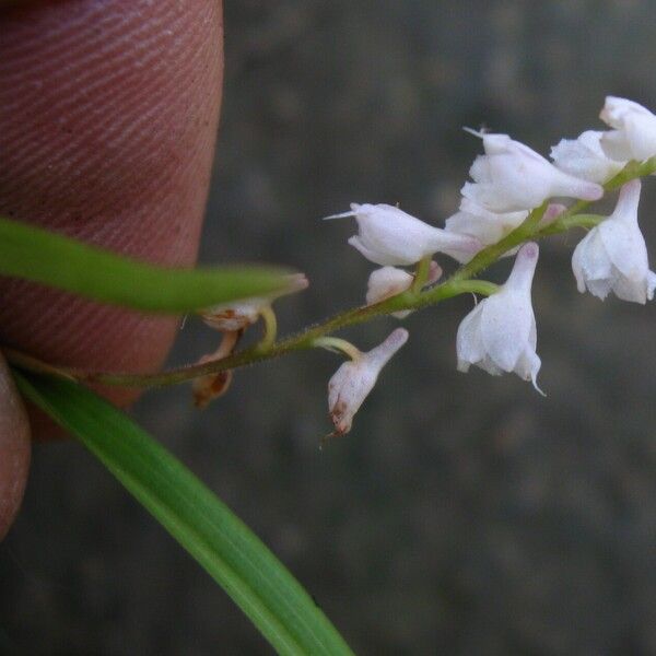 Polystachya Hastata Plant Care & How to Grow, Water