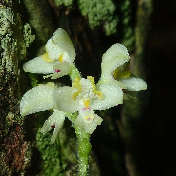 Polystachya Humbertii Care Guide: Water, Soil & Propagation - Plantiary