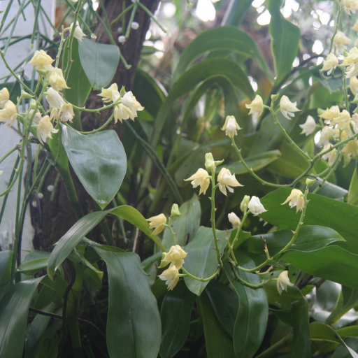 Polystachya Laxiflora Plant Care & How to Grow, Water