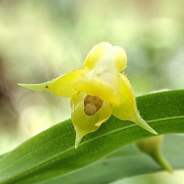 Polystachya Lindblomii Plant Care & How to Grow, Water