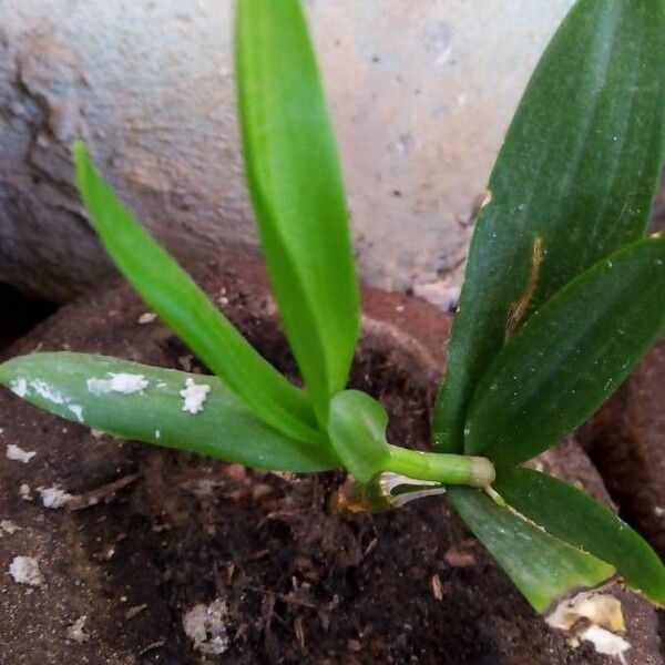 Polystachya Masayensis Plant Care & How to Grow, Water