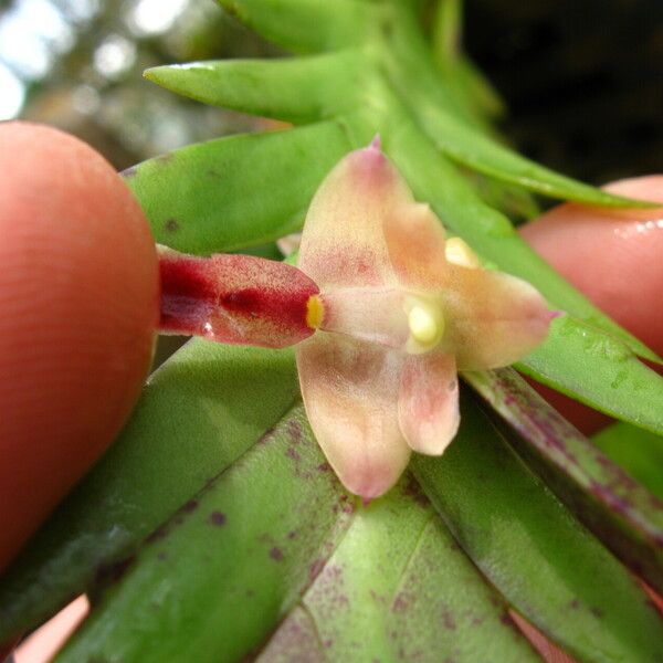 Polystachya Mystacioides Care Guide: Water, Soil & Propagation - Plantiary