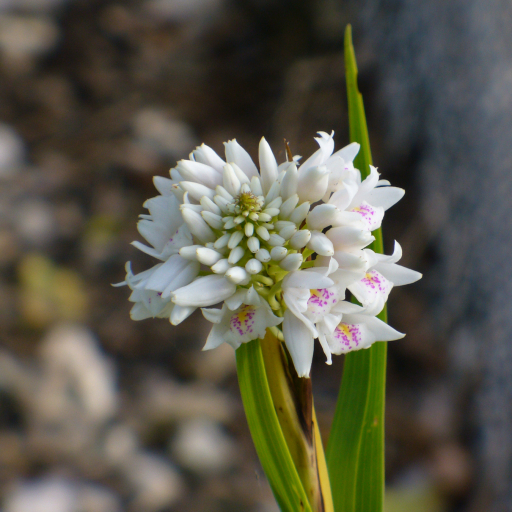 Polystachya Neobenthamia Plant Care & How to Grow, Water