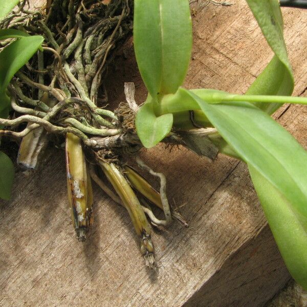 Polystachya Obanensis Plant Care & How to Grow, Water