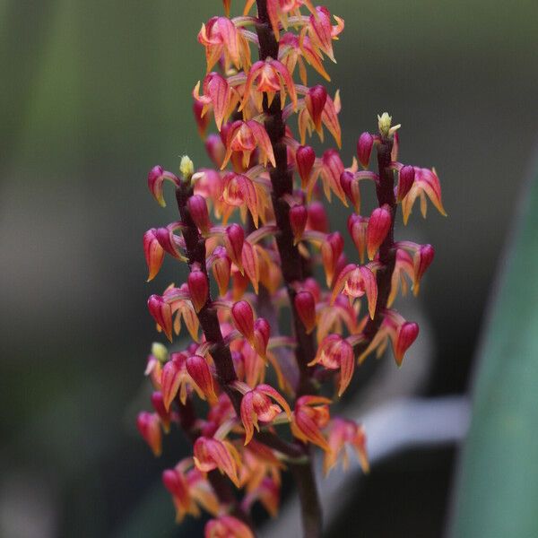 Polystachya Paniculata Plant Care & How to Grow, Water