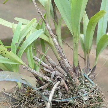 Polystachya Polychaete Plant Care & How to Grow, Water