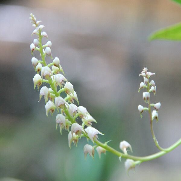 Polystachya Setifera Plant Care & How to Grow, Water