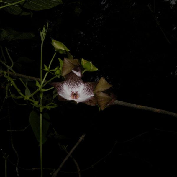 Arborescente Rattan (Polystemma Guatemalense) Plant Care & How to Grow ...