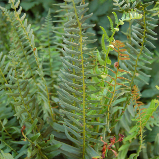 Christmas Fern (Polystichum Acrostichoides) Plant Care & How to Grow, Water