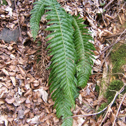 Hard Shield-Fern (Polystichum Aculeatum) Plant Care & How to Grow, Water