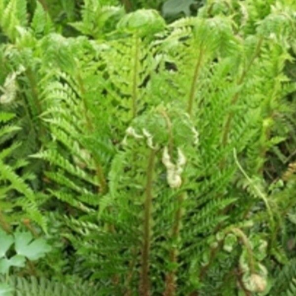 Anderson's Holly Fern (Polystichum Andersonii) Care Guide: Water, Soil ...