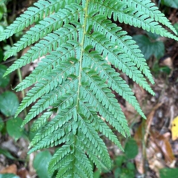 Bicknell's Holly Fern (Polystichum × Bicknellii) Care Guide: Water ...