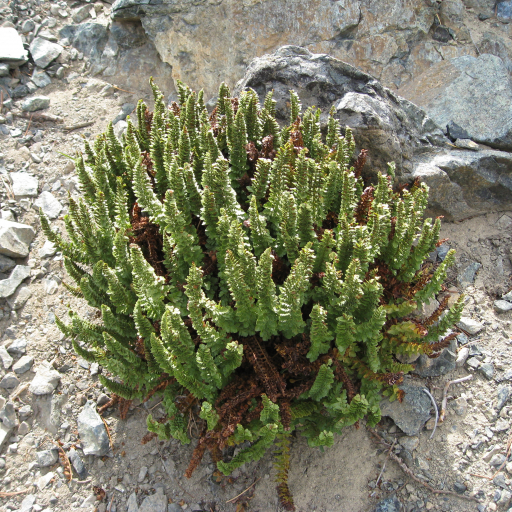 Lemmon's Holly Fern (Polystichum Lemmonii) Plant Care & How to Grow, Water