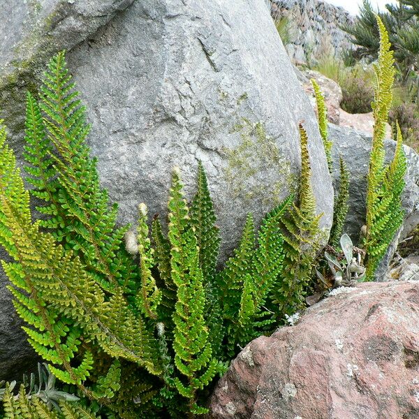 Rooibos (Aspalathus Linearis) Plant Care & How to Grow, Water