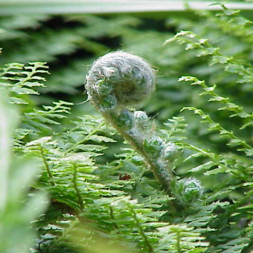 Soft Shield-Fern (Polystichum Setiferum) Plant Care & How to Grow, Water