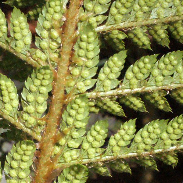 Polystichum Sinense Plant Care & How to Grow, Water