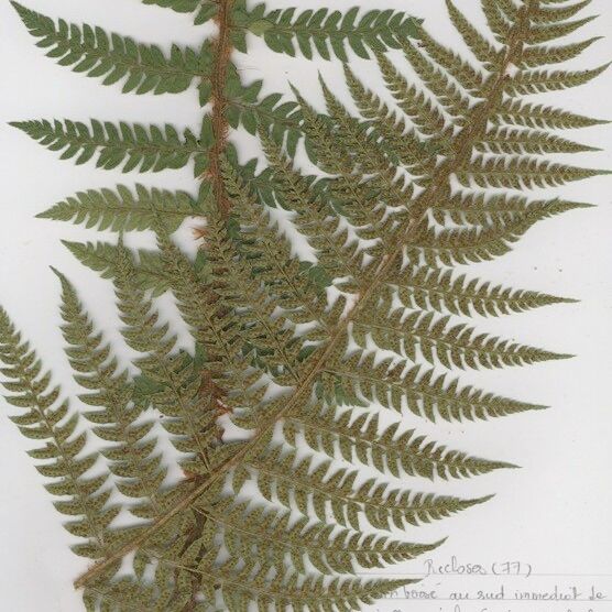 Bicknell's Holly Fern (Polystichum X Bicknellii) Care Guide: Water ...