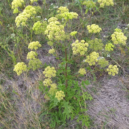 Texas Prairie Parsley (Polytaenia Texana) Plant Care & How to Grow, Water