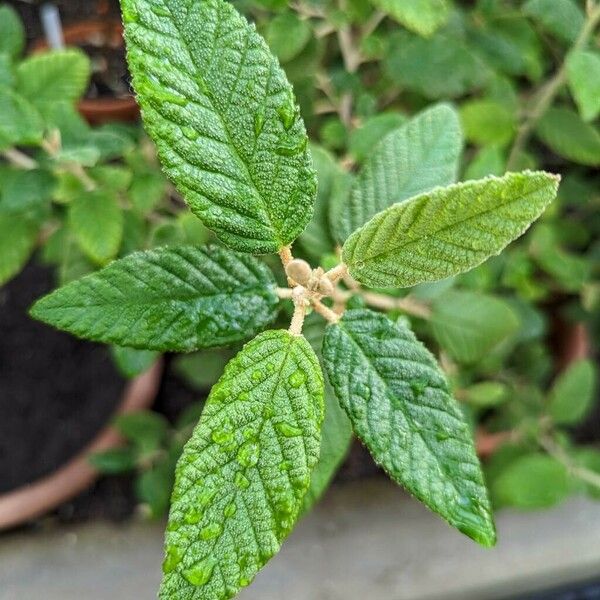 Pomaderris Racemosa Plant Care & How to Grow, Water